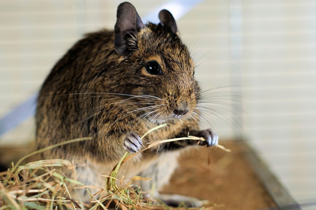 Hoe kunt u het beste met uw degoes omgaan | Supreme Petfoods