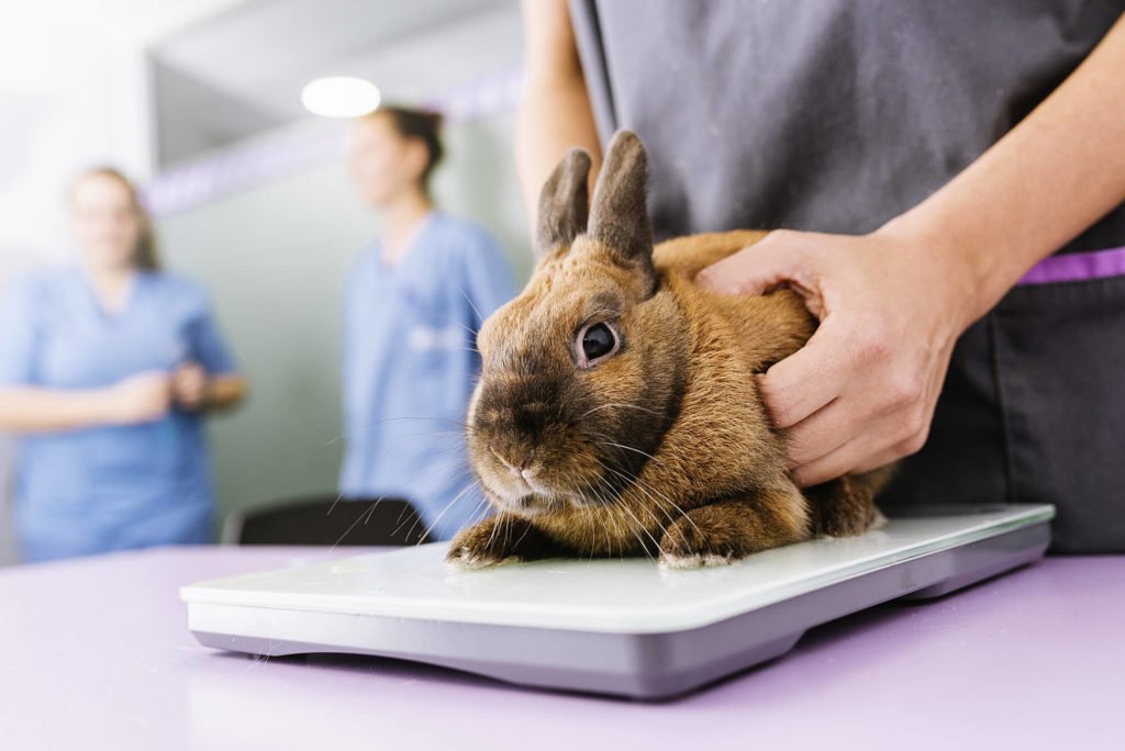Uw konijnen beschermen tegen RHDV2 | Supreme Petfoods