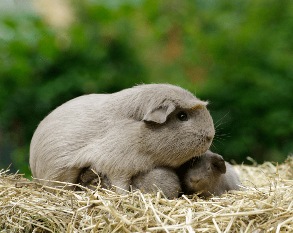 Het verzorgen van jonge cavia's - Supreme Petfoods